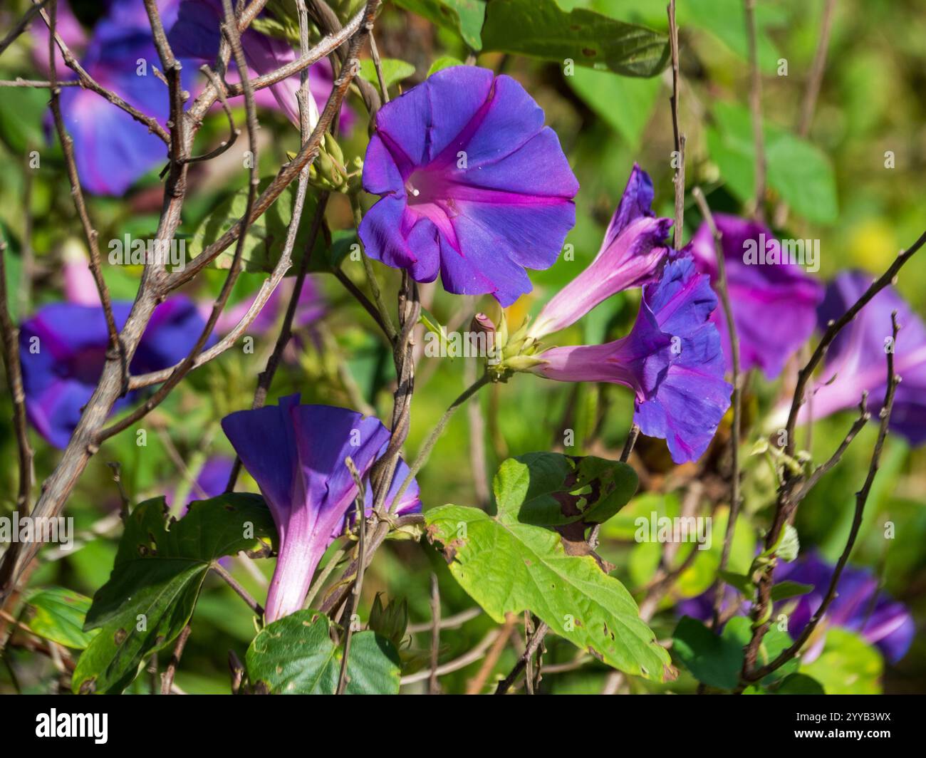 Purple Seaside Plant