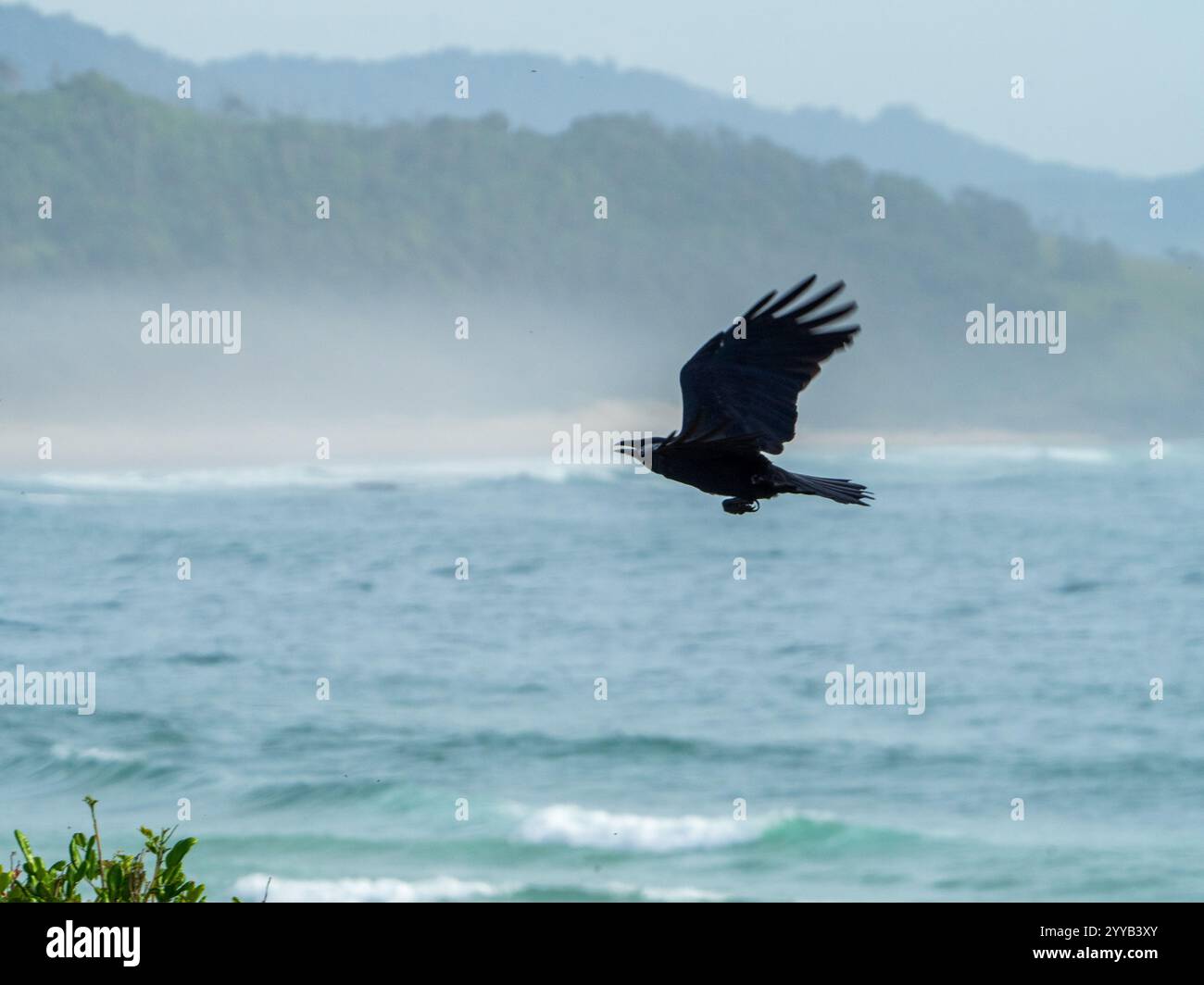 Black crow flying in mountains hi-res stock photography and images - Alamy