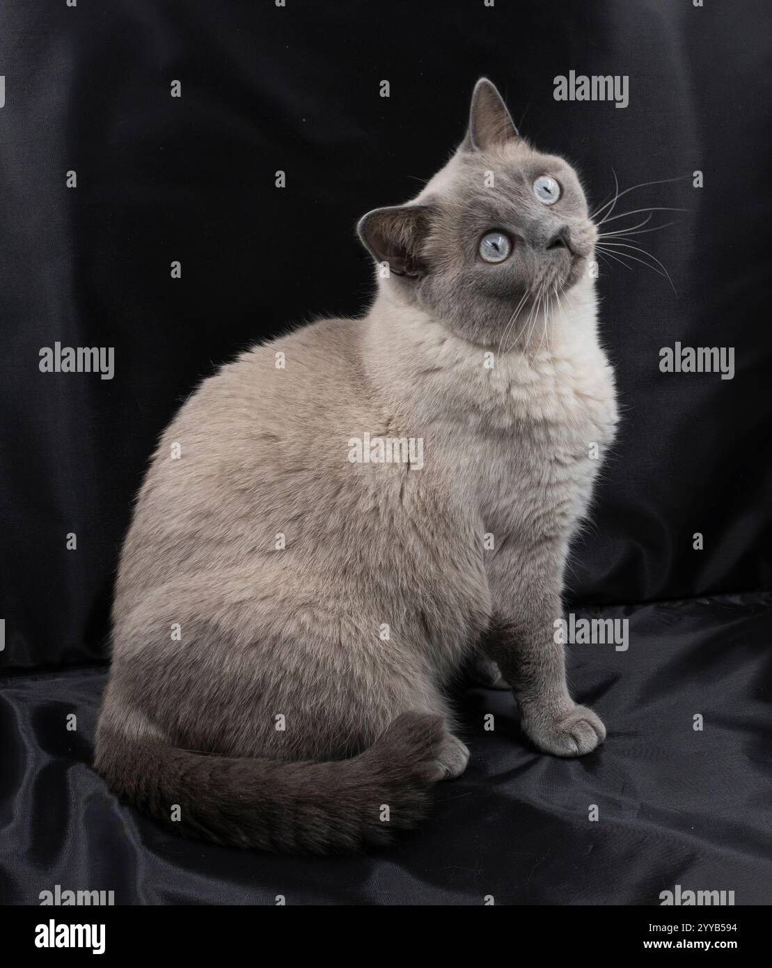 Black british shorthair cat striking hi-res stock photography and ...