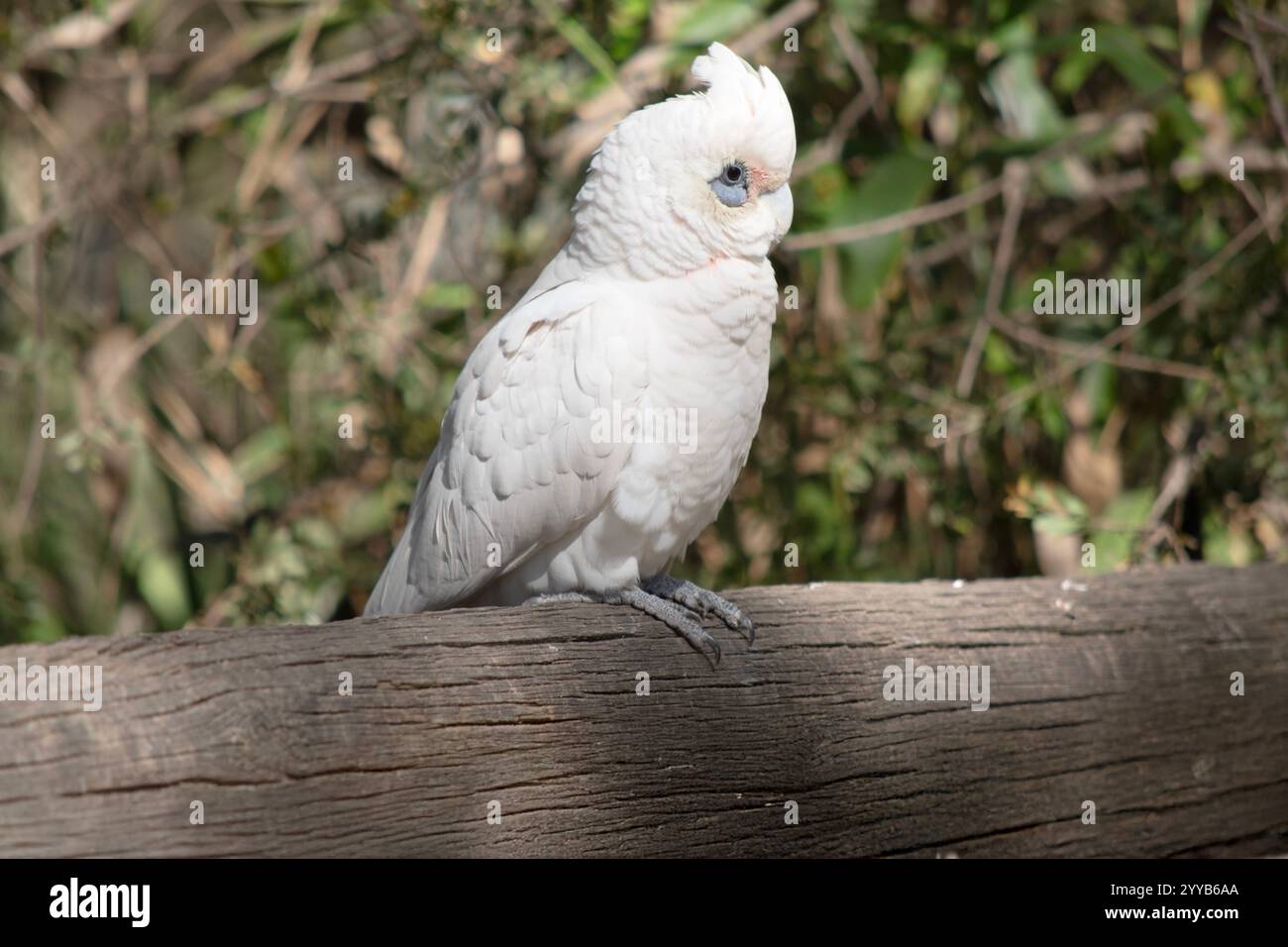 the little corella is an all white bird with red on the face with a ...