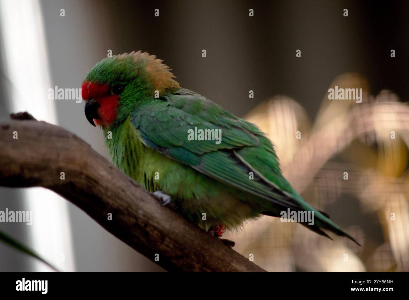 The Little Lorikeet is a small bright green parrot, with a red face ...