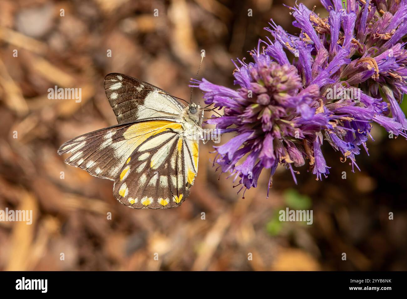 Victoria butterfly hi-res stock photography and images - Alamy