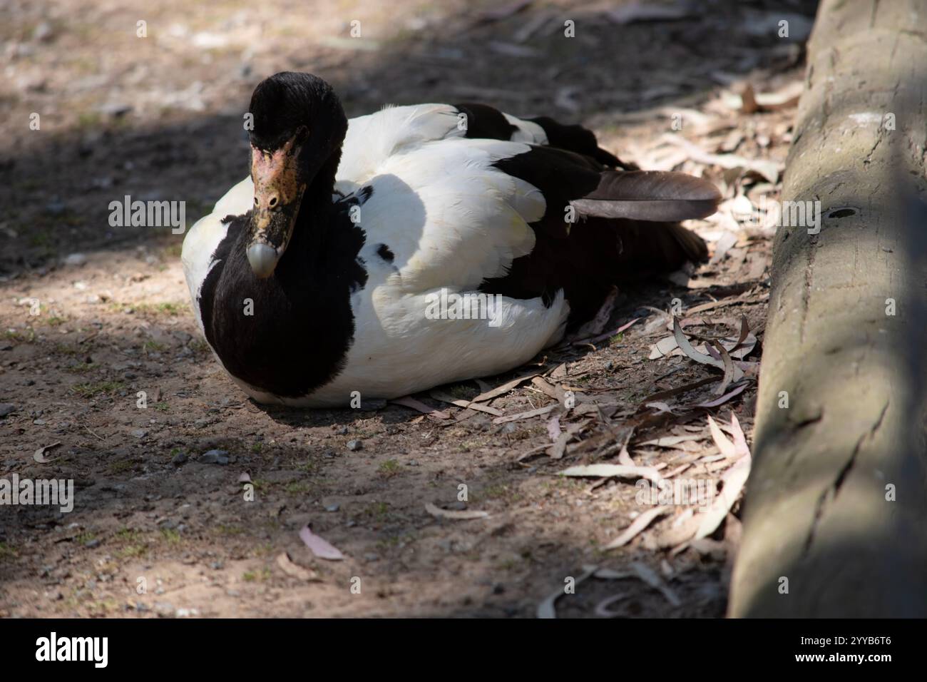 The magpie goose is a black and white seabird with black head and neck ...