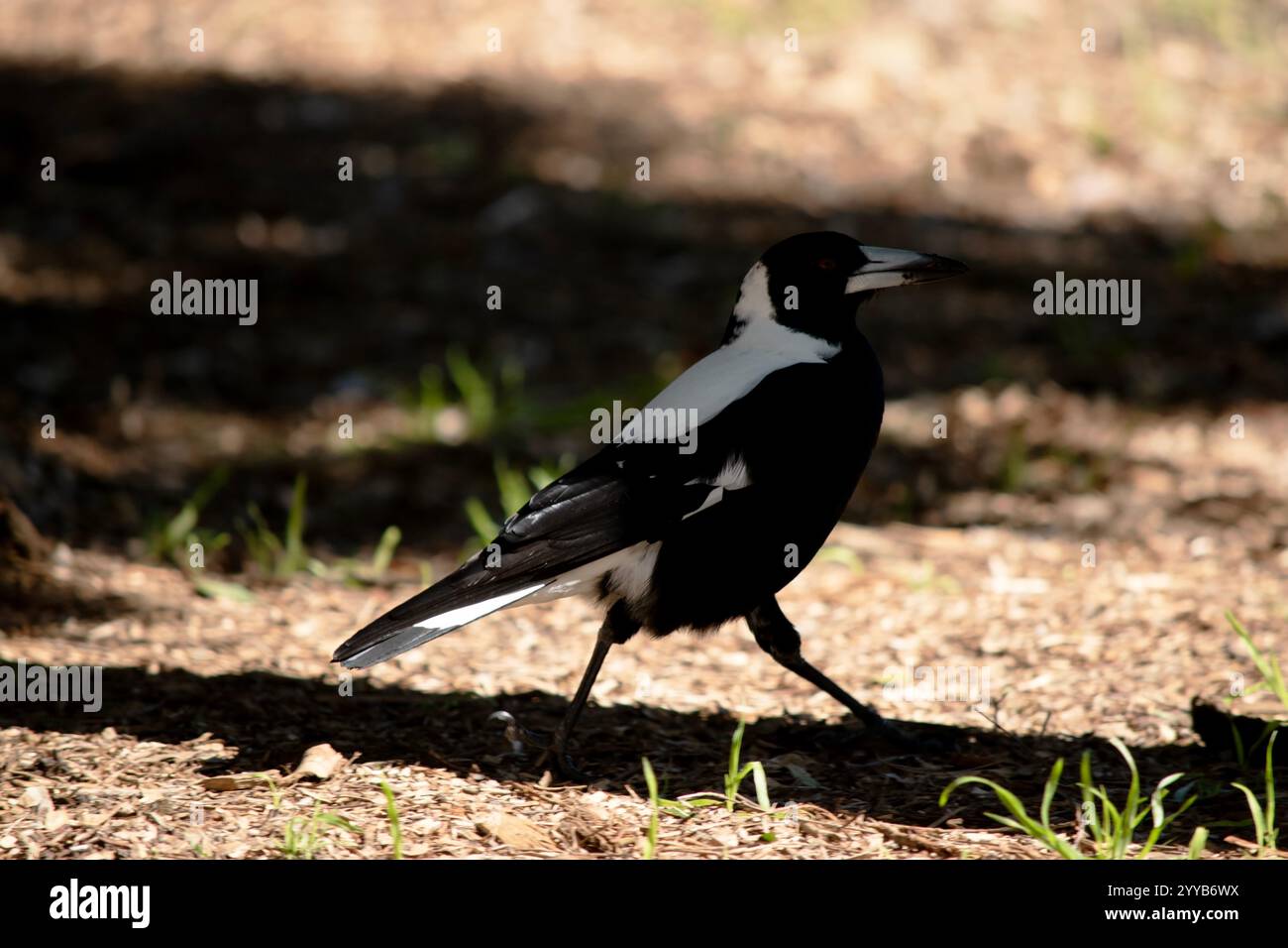 The magpie is a distinctive looking bird, with glossy black and ...
