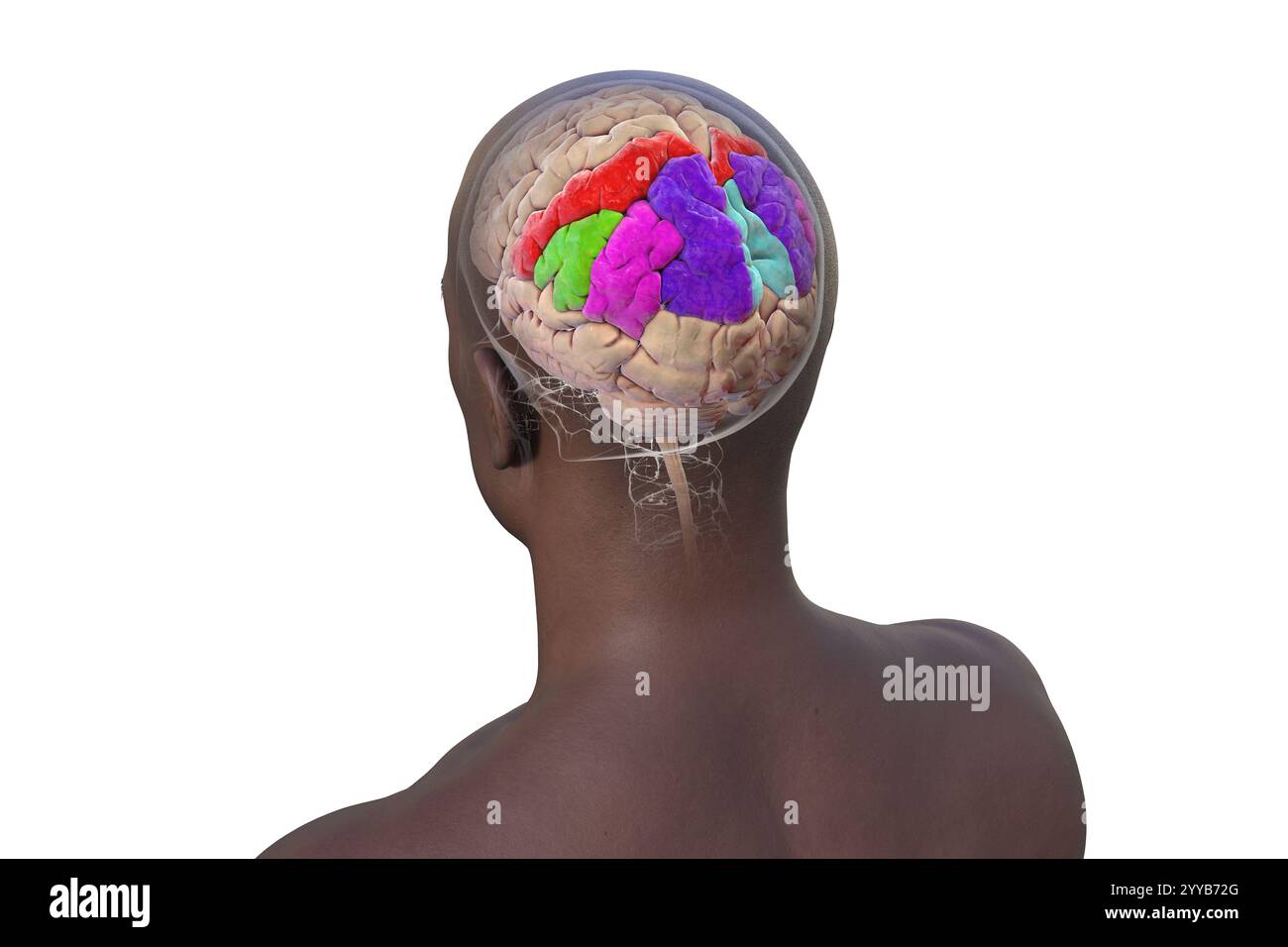 Computer illustration of the parietal gyri showing the postcentral ...