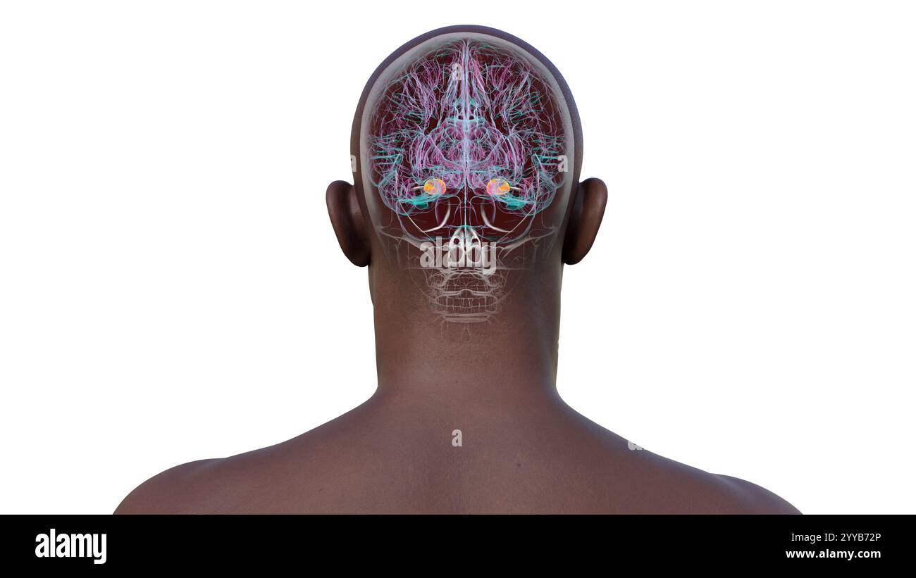 Computer illustration of the human brain with a highlighted amygdala ...