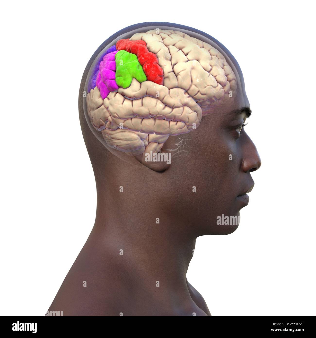Computer illustration of the parietal gyri showing the postcentral ...