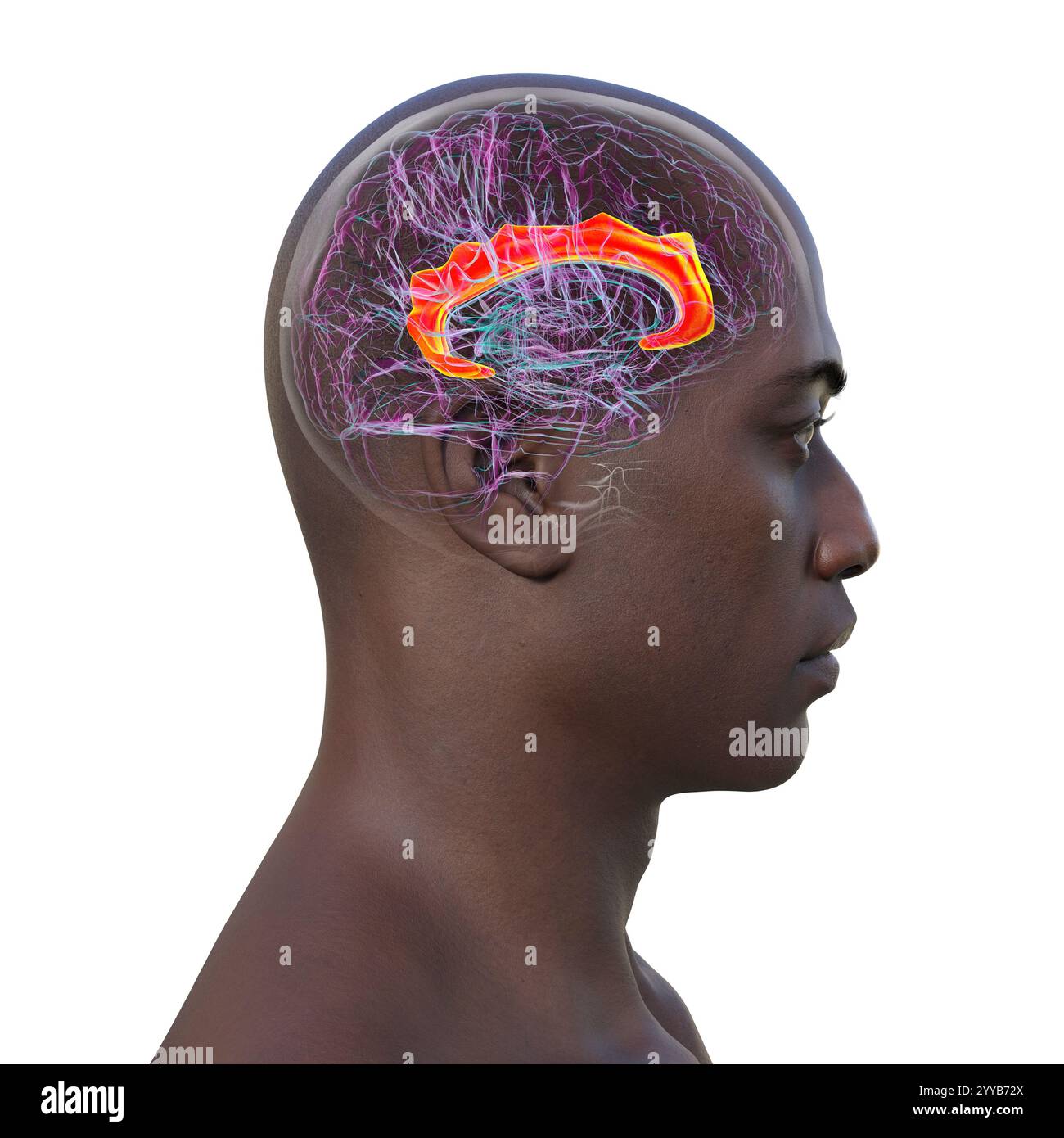Computer illustration of the human brain highlighting the cingulate ...