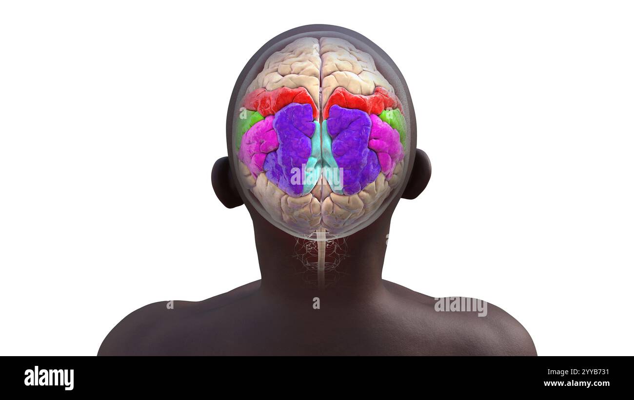 Computer illustration of the parietal gyri showing the postcentral ...