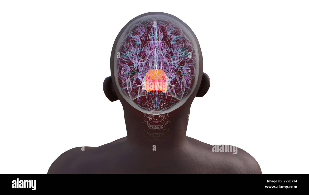 Computer illustration of the human brain with the pons highlighted in ...