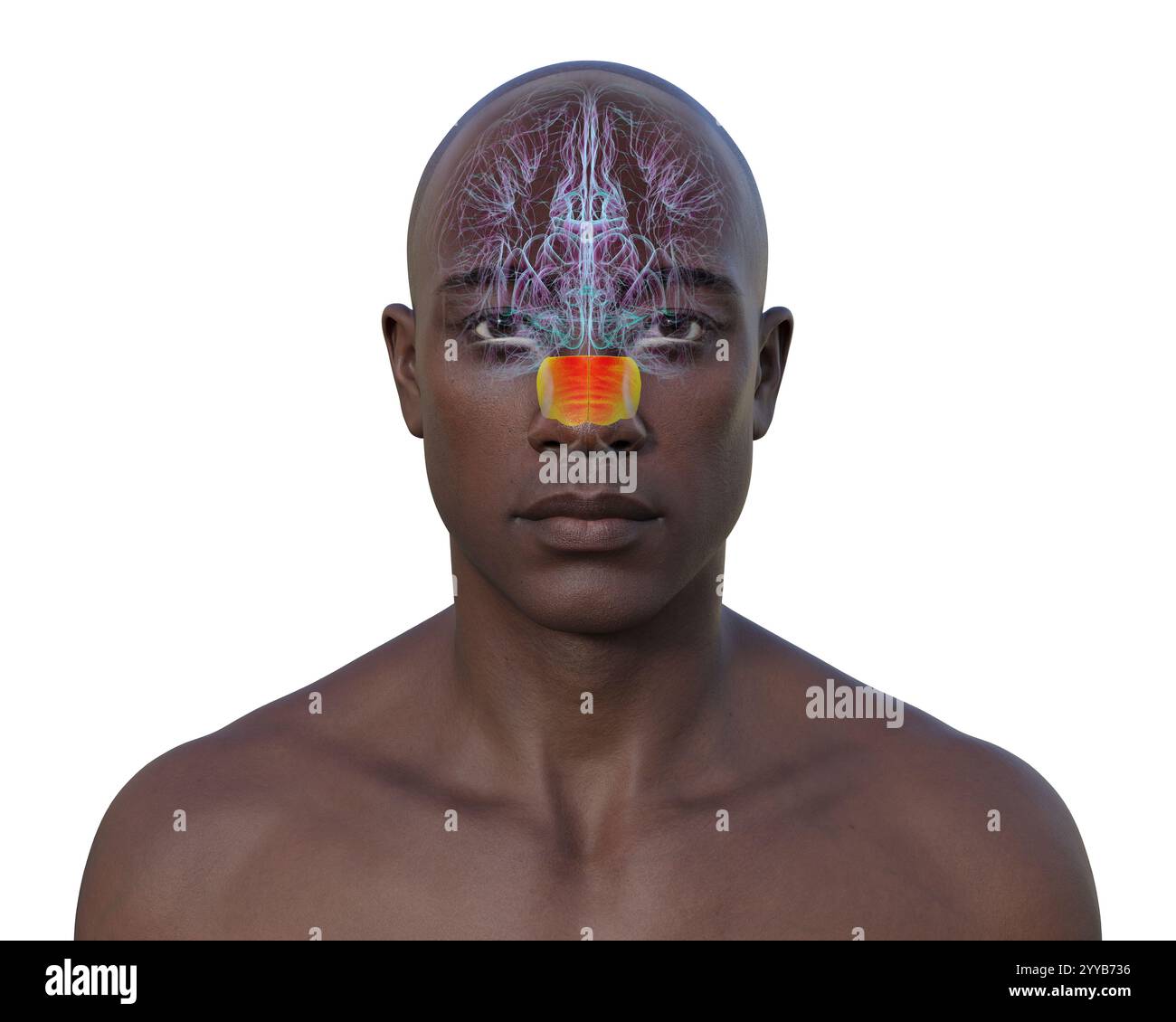 Computer illustration of the human brain with the pons highlighted in ...