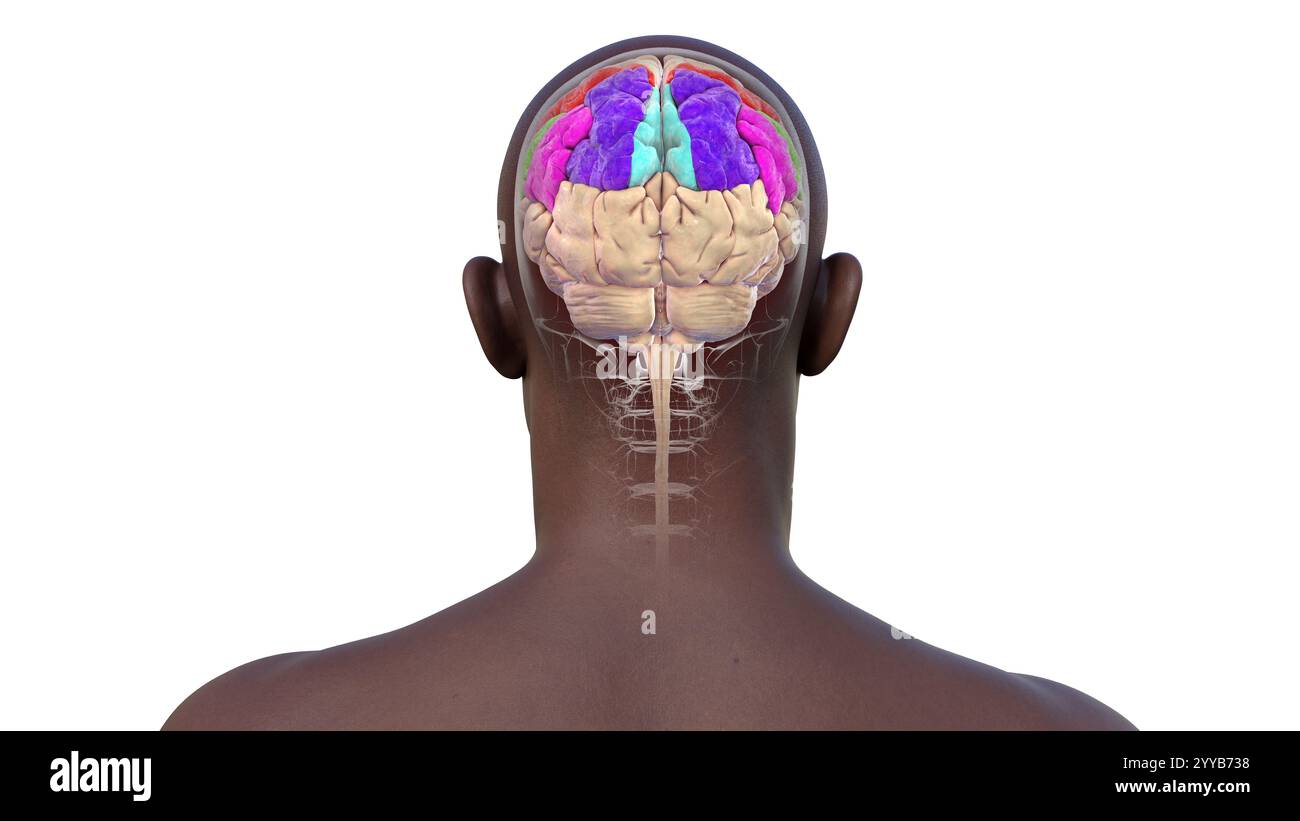 Computer illustration of the parietal gyri showing the postcentral ...