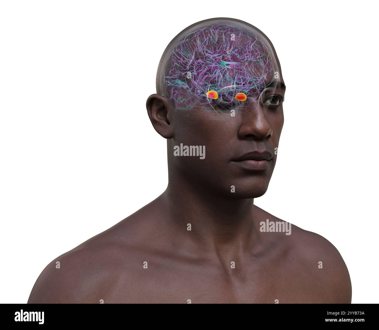 Computer illustration of the human brain with a highlighted amygdala ...