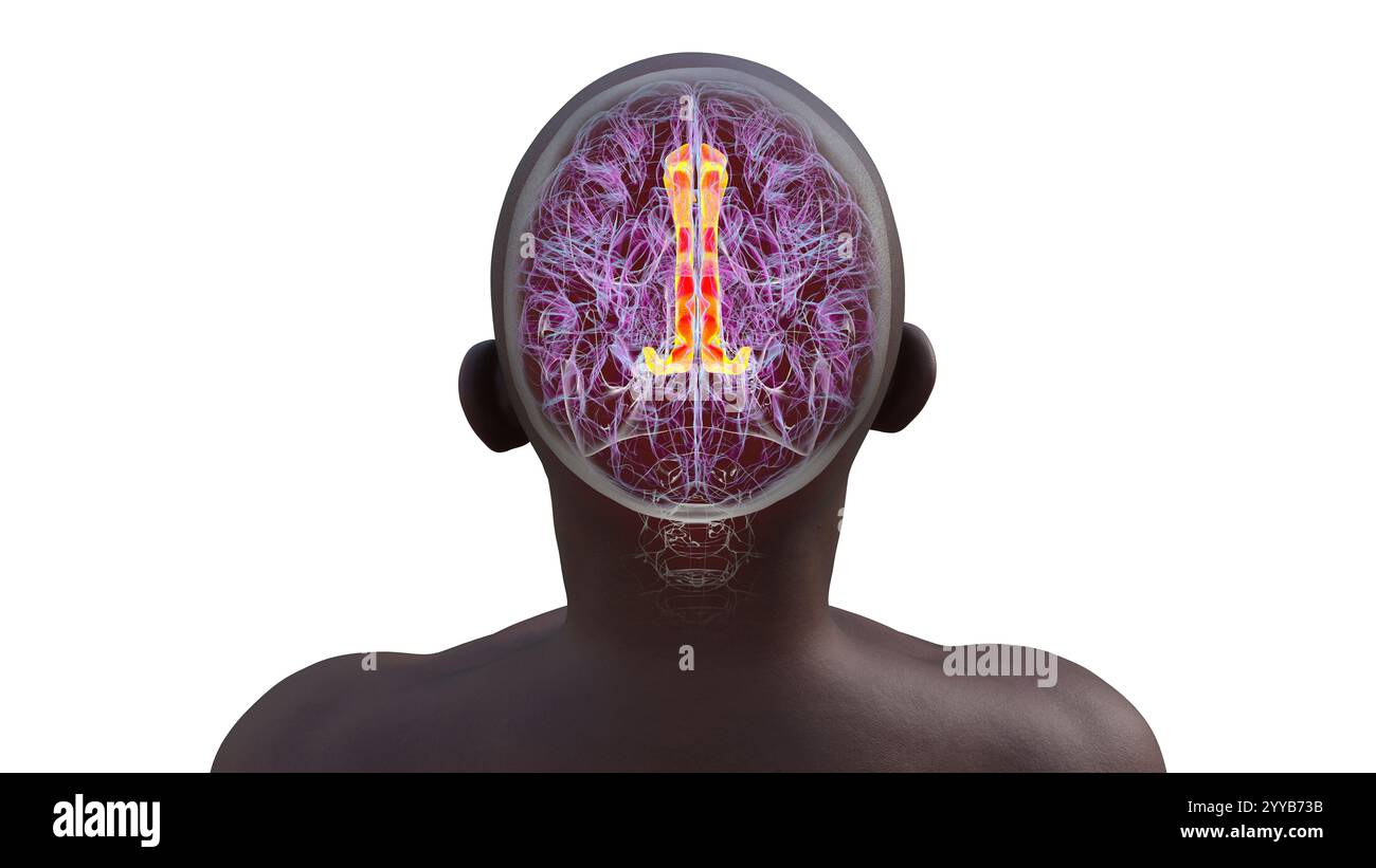 Computer illustration of the human brain highlighting the cingulate ...