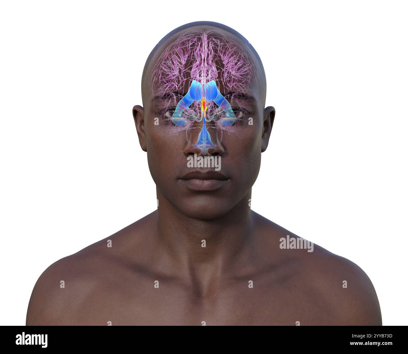 Computer illustration showing the third brain ventricle, a vital component of the brain's ...
