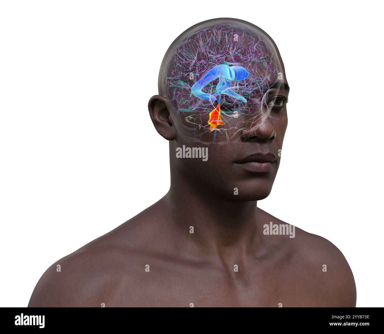 Computer illustration of the anatomy of the fourth brain ventricle ...