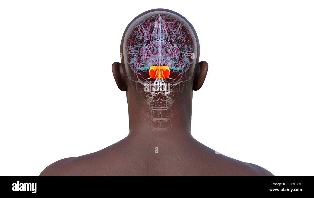 Computer illustration of the human brain with the pons highlighted in ...