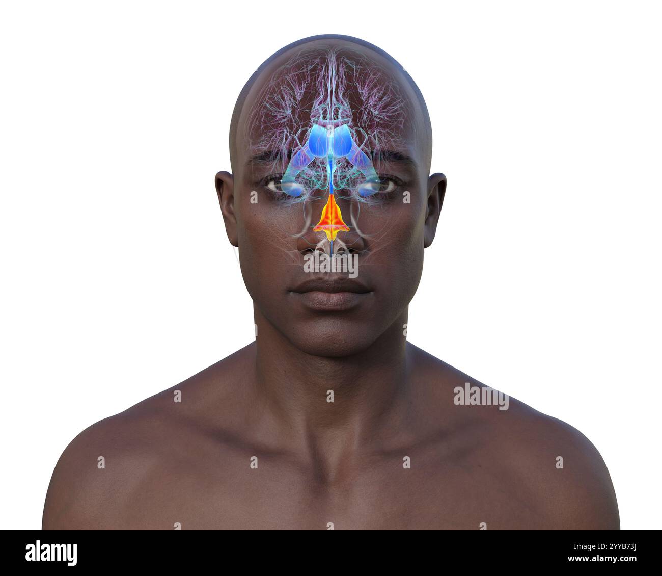 Computer illustration of the anatomy of the fourth brain ventricle ...