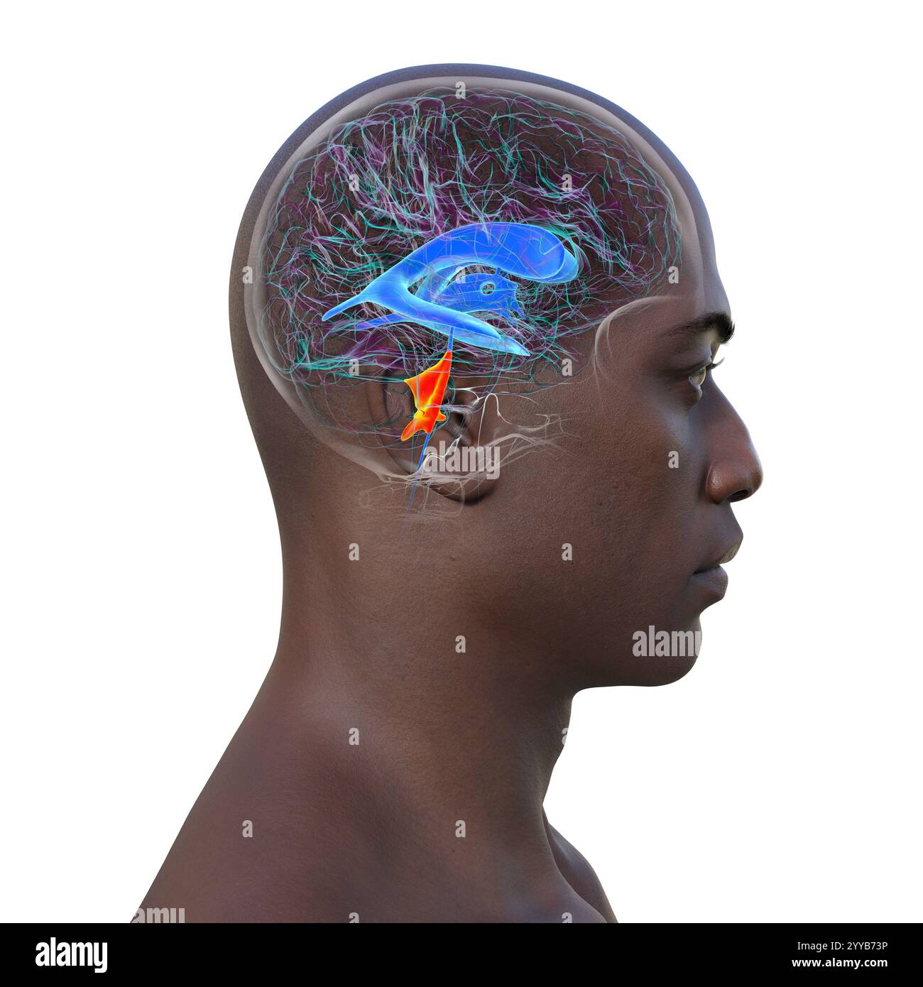 Computer illustration of the anatomy of the fourth brain ventricle ...