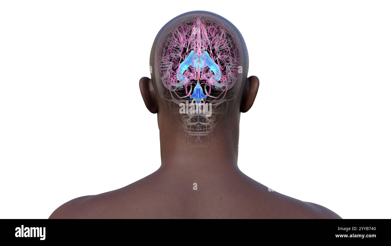 Computer illustration of the human brain with the cerebral aqueduct ...