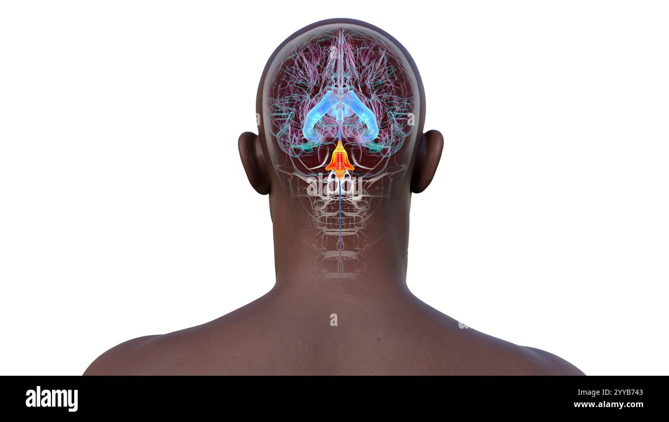 Computer illustration of the anatomy of the fourth brain ventricle ...