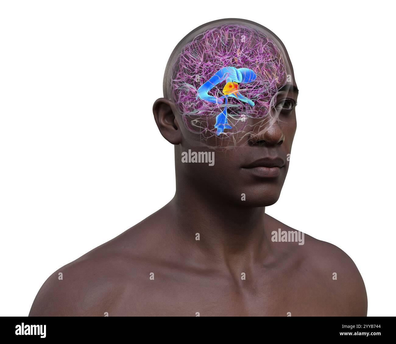Computer illustration showing the third brain ventricle, a vital component of the brain's ...