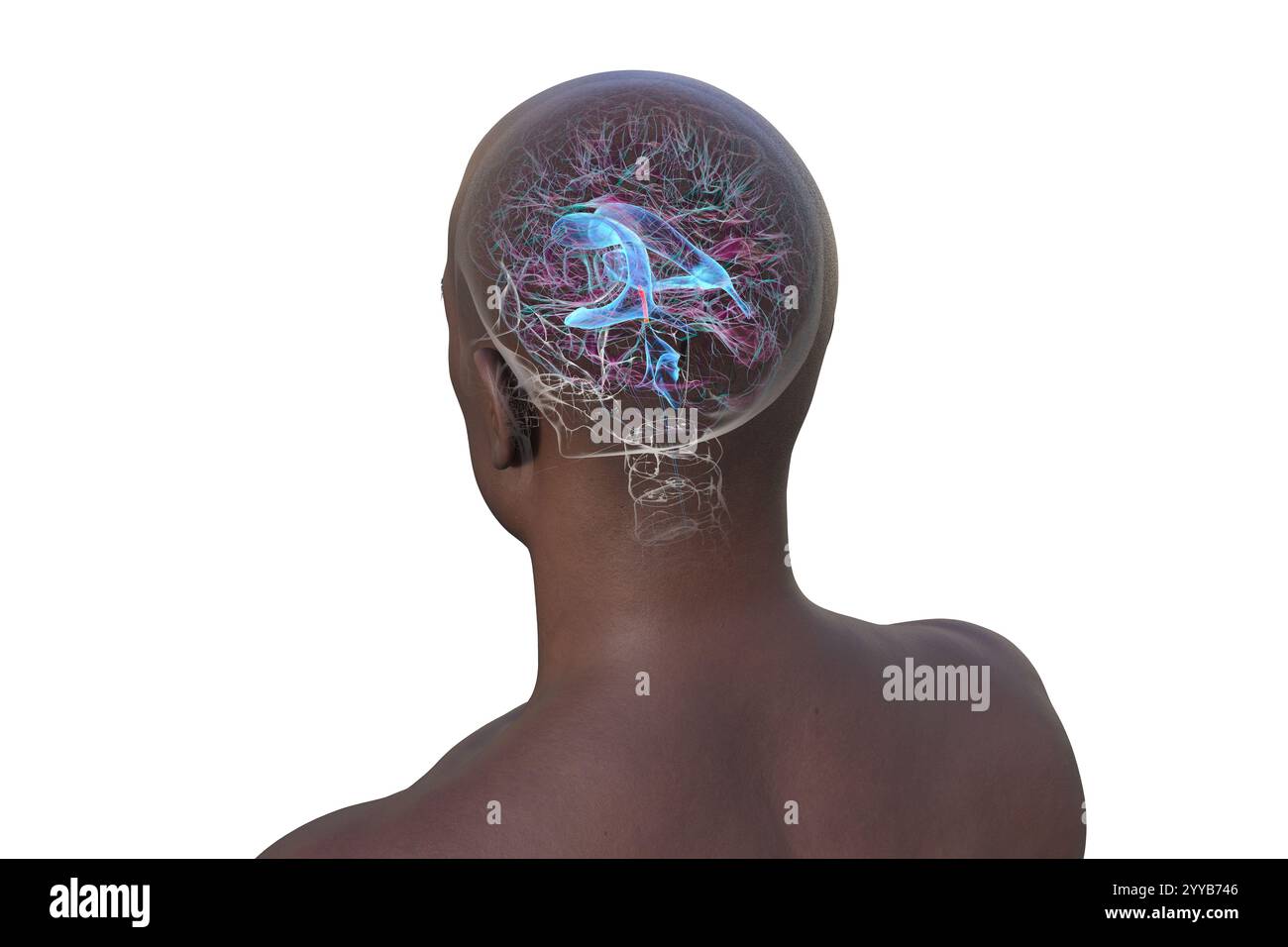 Computer illustration of the human brain with the cerebral aqueduct ...