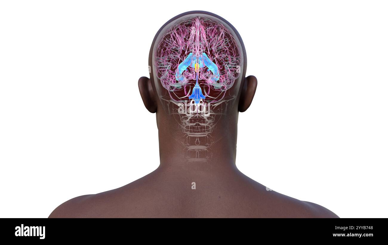 Computer illustration showing the third brain ventricle, a vital ...