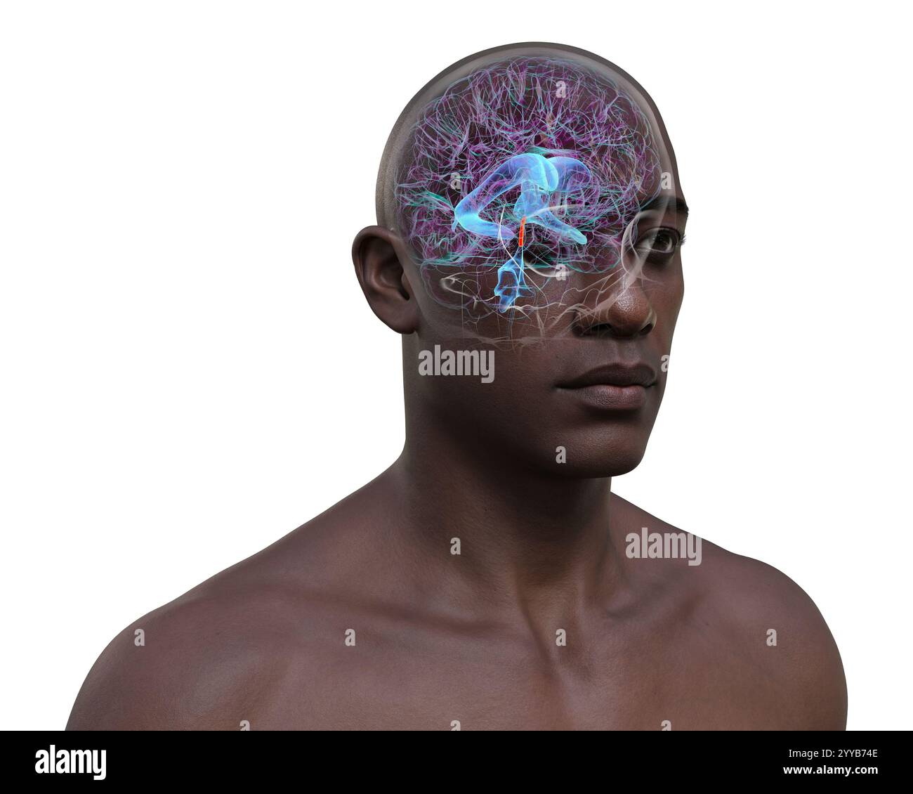 Computer illustration of the human brain with the cerebral aqueduct ...