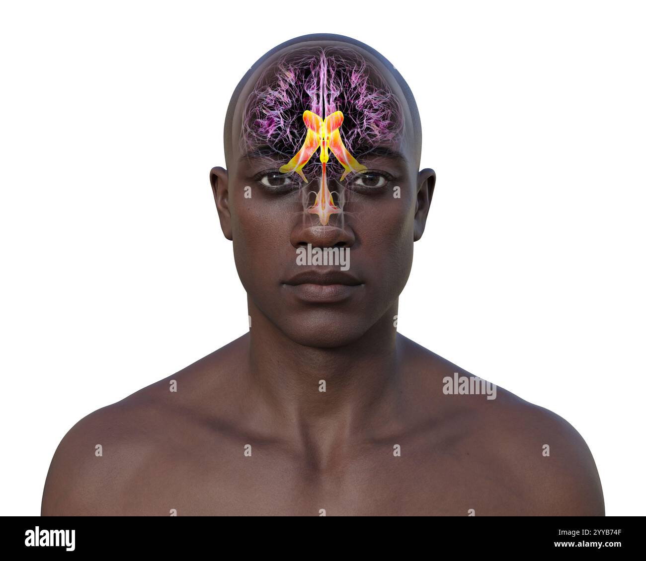Brain front view man hi-res stock photography and images - Alamy