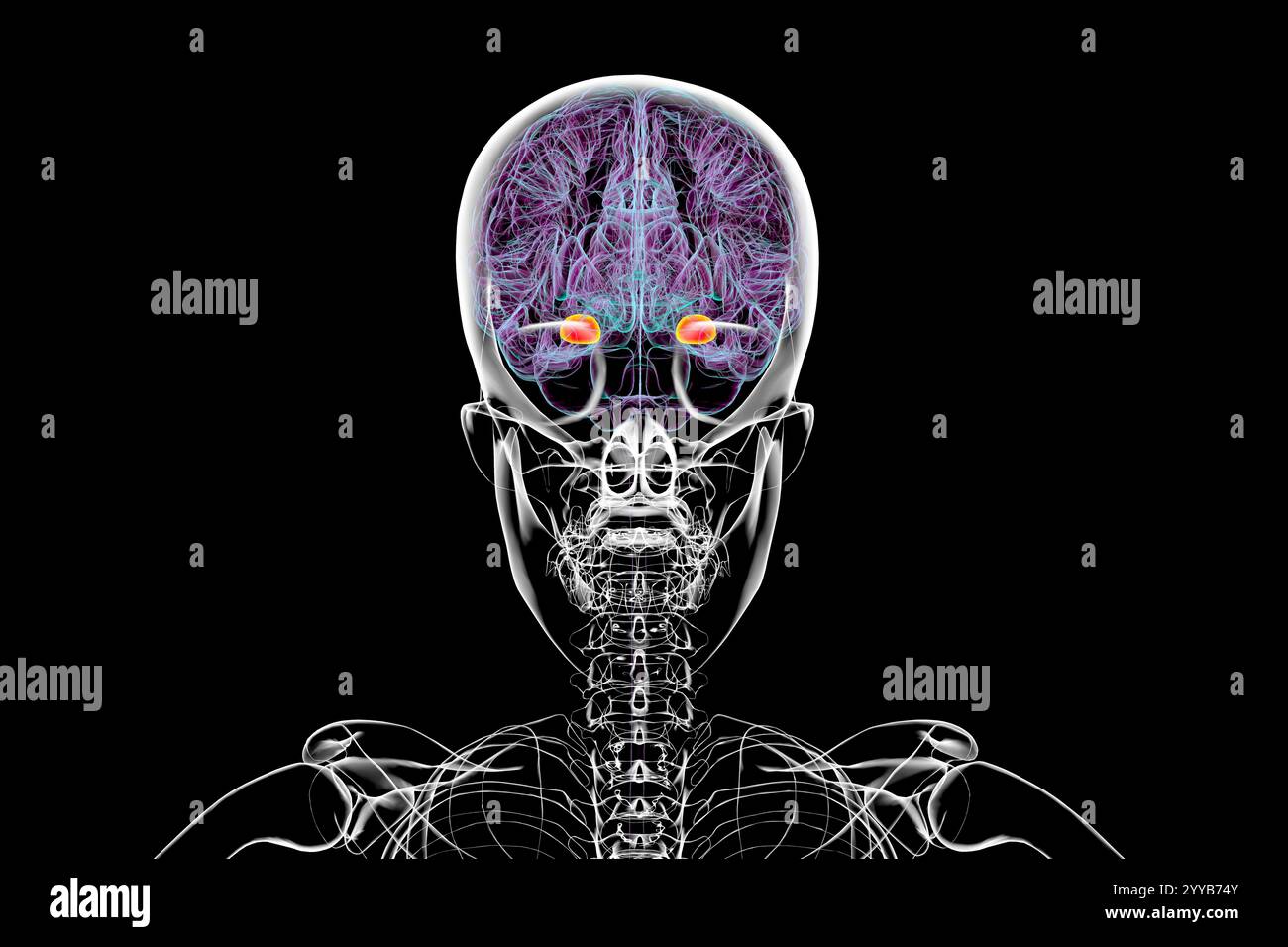 Human brain with the amygdala highlighted, computer illustration Stock ...