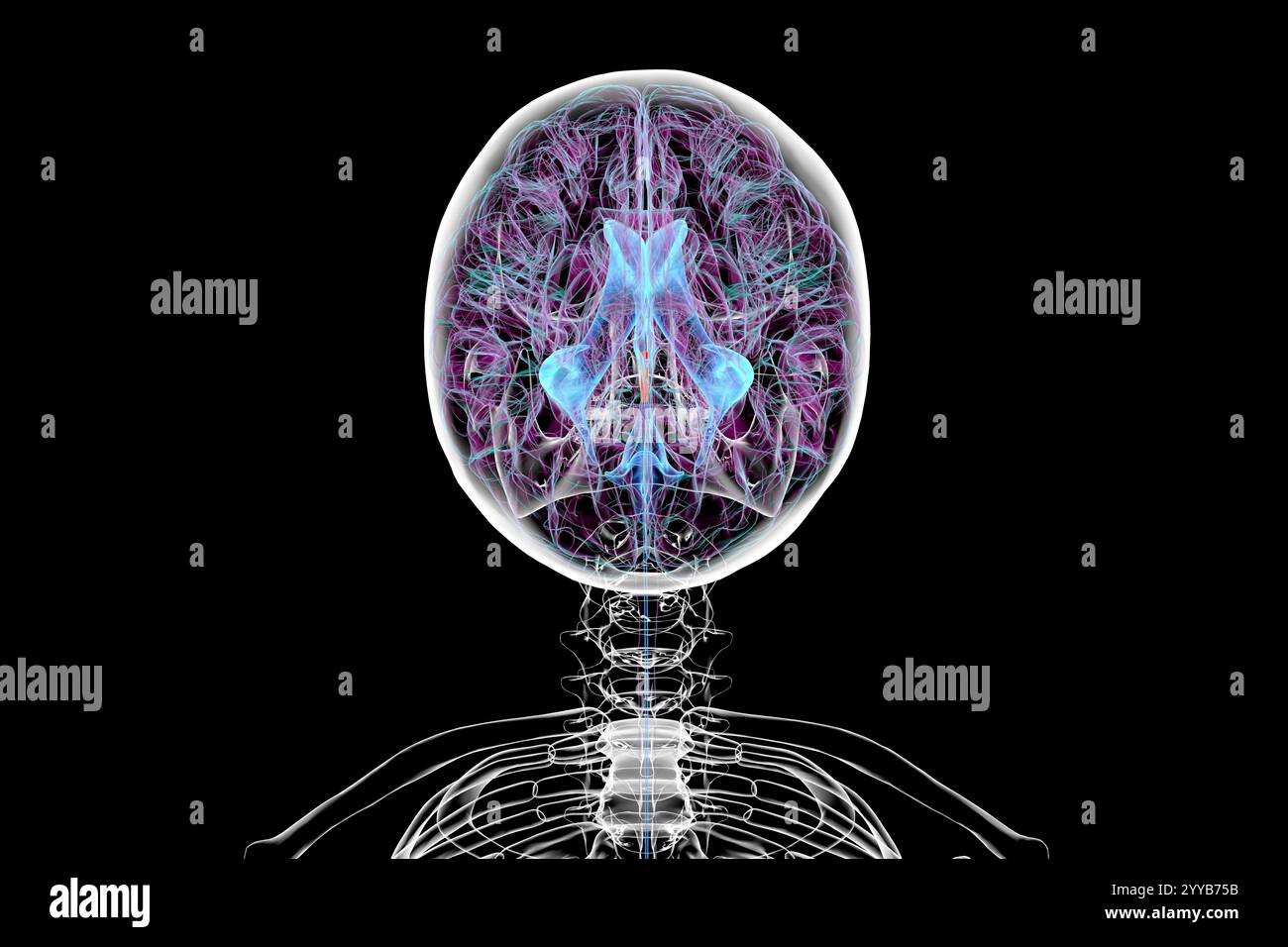 Computer illustration of the cerebral aqueduct (orange), a narrow ...