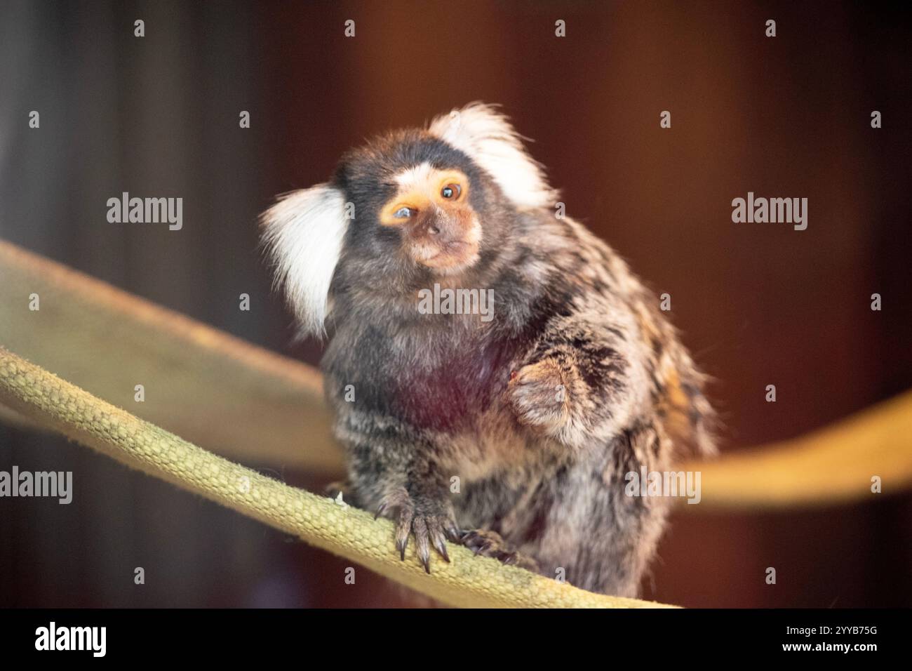the marmoset is a small monkey with white hair out the side of its ears ...