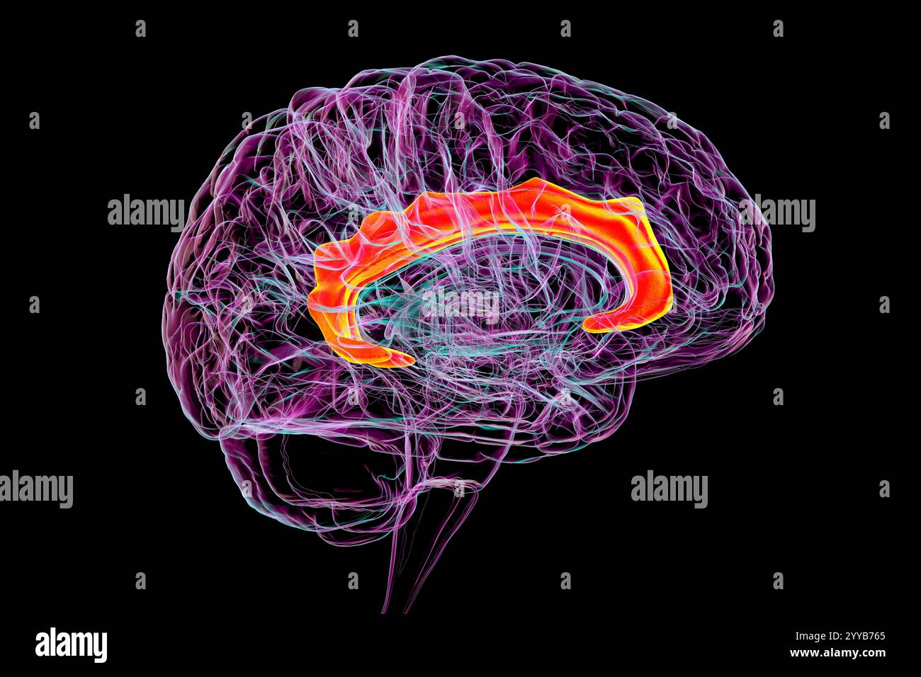 Computer illustration of the human brain highlighting the cingulate ...