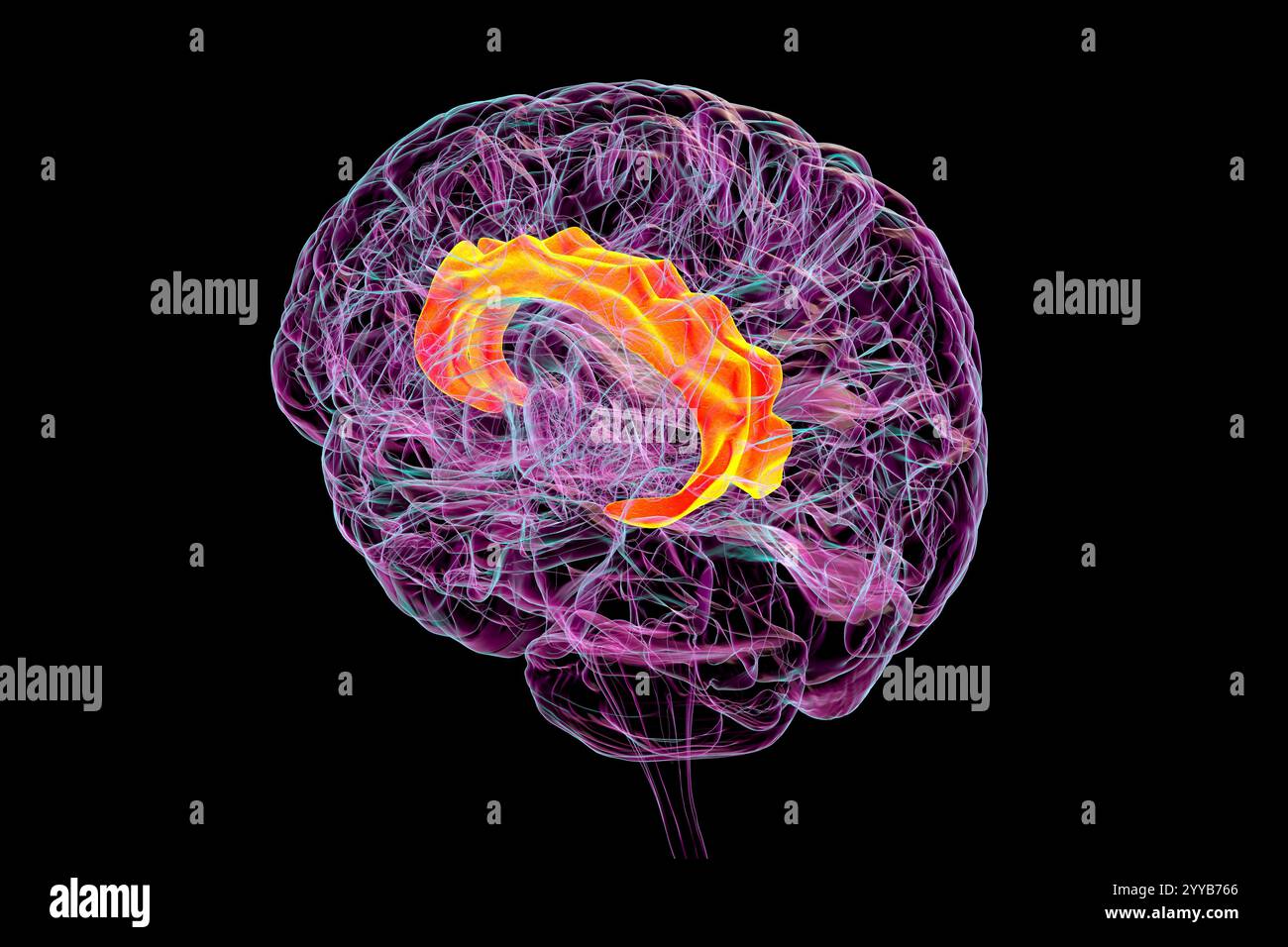 Normal brain alzheimer brain anatomy hi-res stock photography and ...
