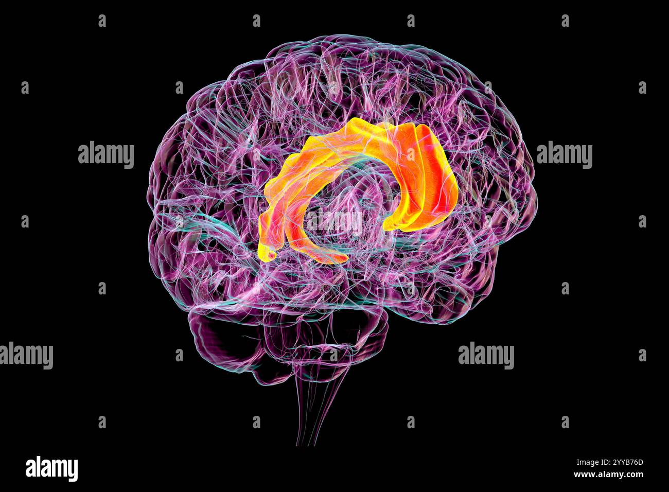 Computer illustration of the human brain highlighting the cingulate ...