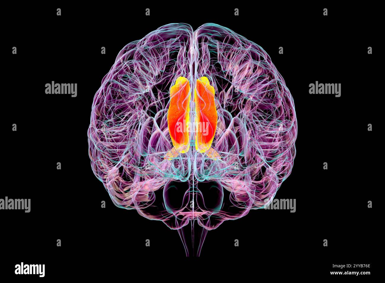 Computer illustration of the human brain highlighting the cingulate ...