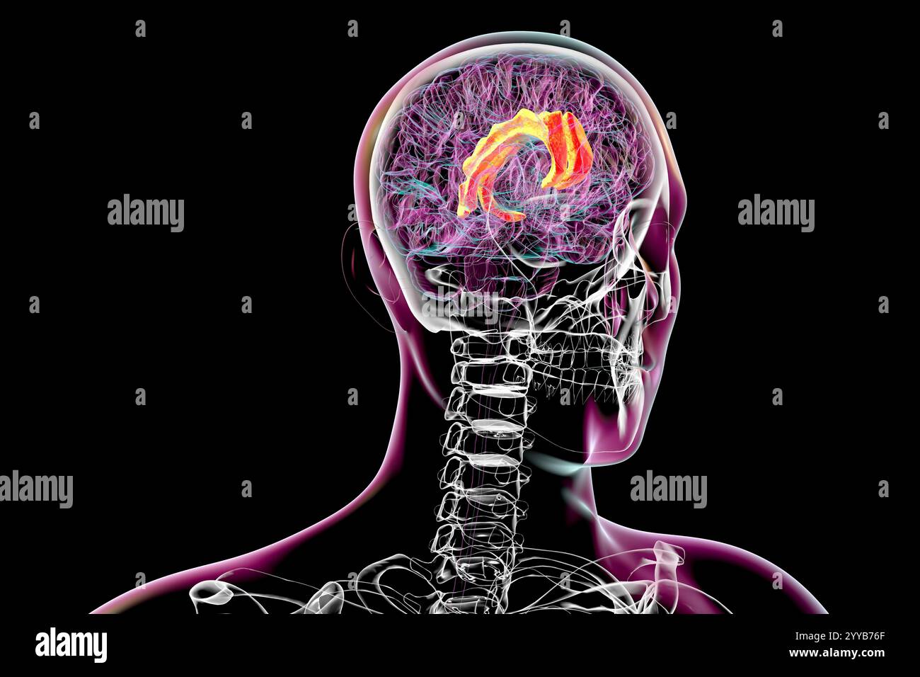 Computer illustration of the human brain highlighting the cingulate ...
