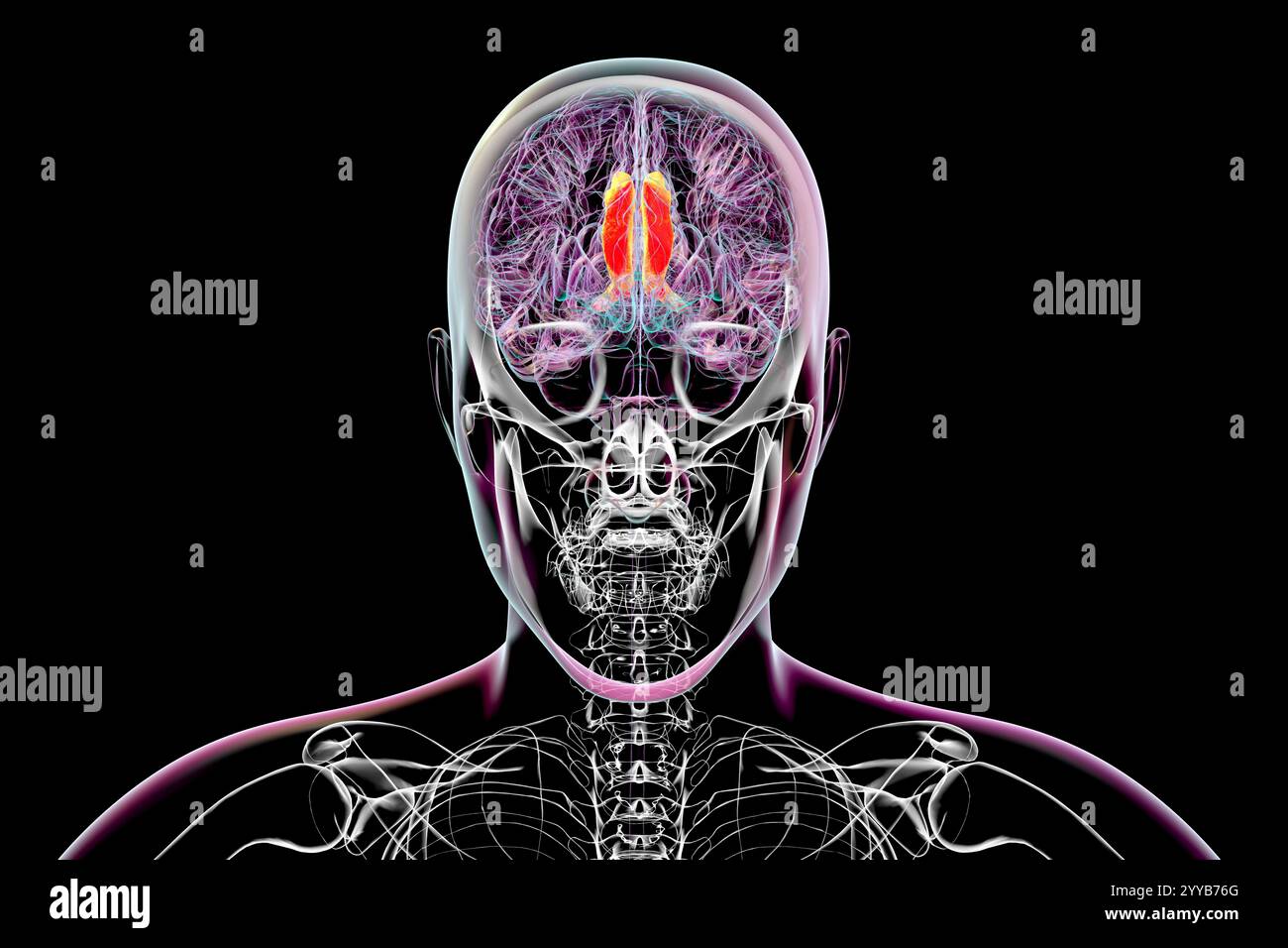 Computer illustration of the human brain highlighting the cingulate ...