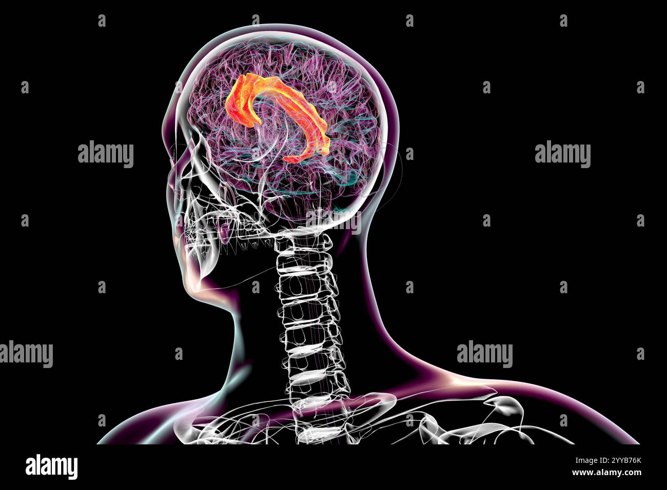Computer illustration of the human brain highlighting the cingulate ...