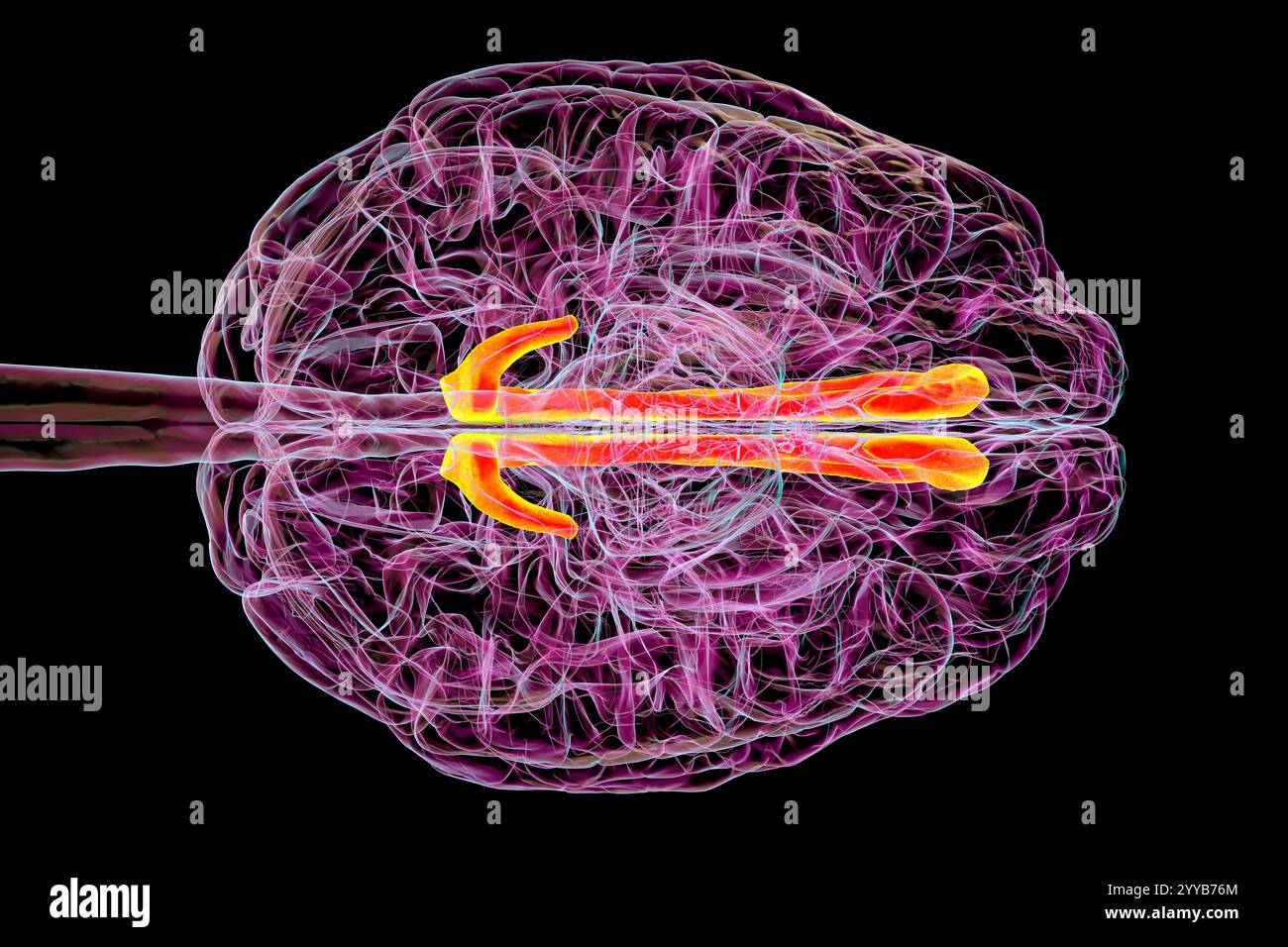 Computer illustration of the human brain highlighting the cingulate ...