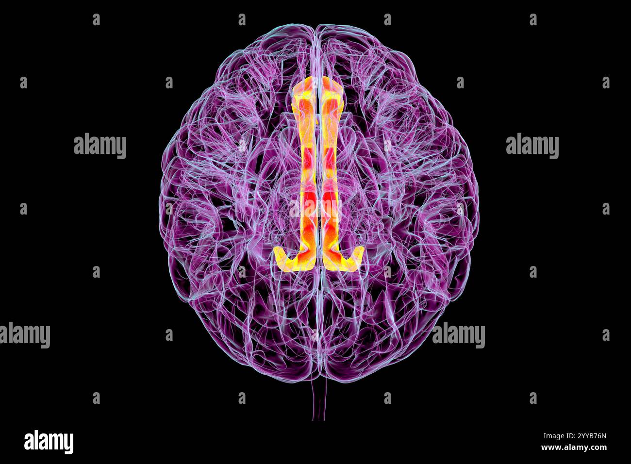 Computer illustration of the human brain highlighting the cingulate ...