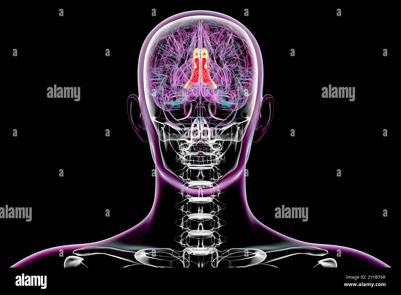 Computer illustration of the human brain highlighting the cingulate ...