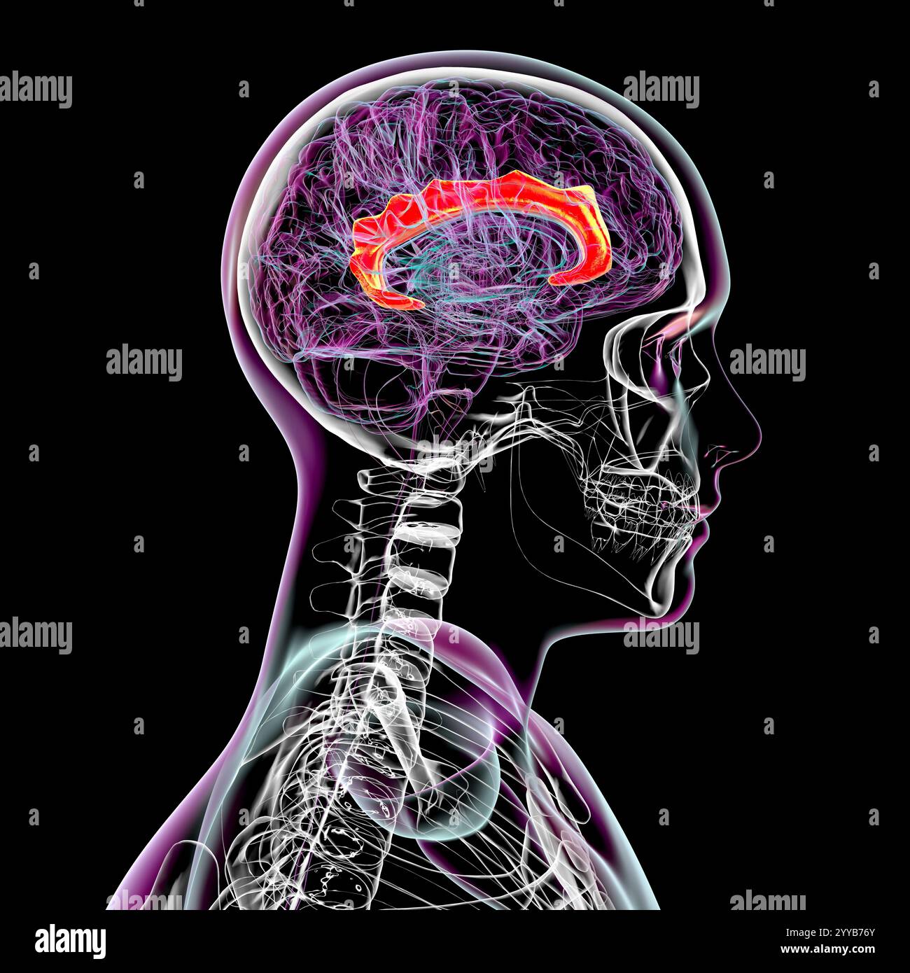 Computer illustration of the human brain highlighting the cingulate ...