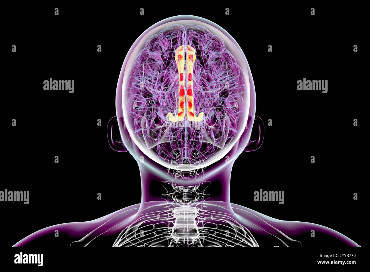 Computer illustration of the human brain highlighting the cingulate ...