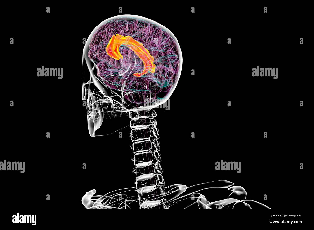 Computer illustration of the human brain highlighting the cingulate ...