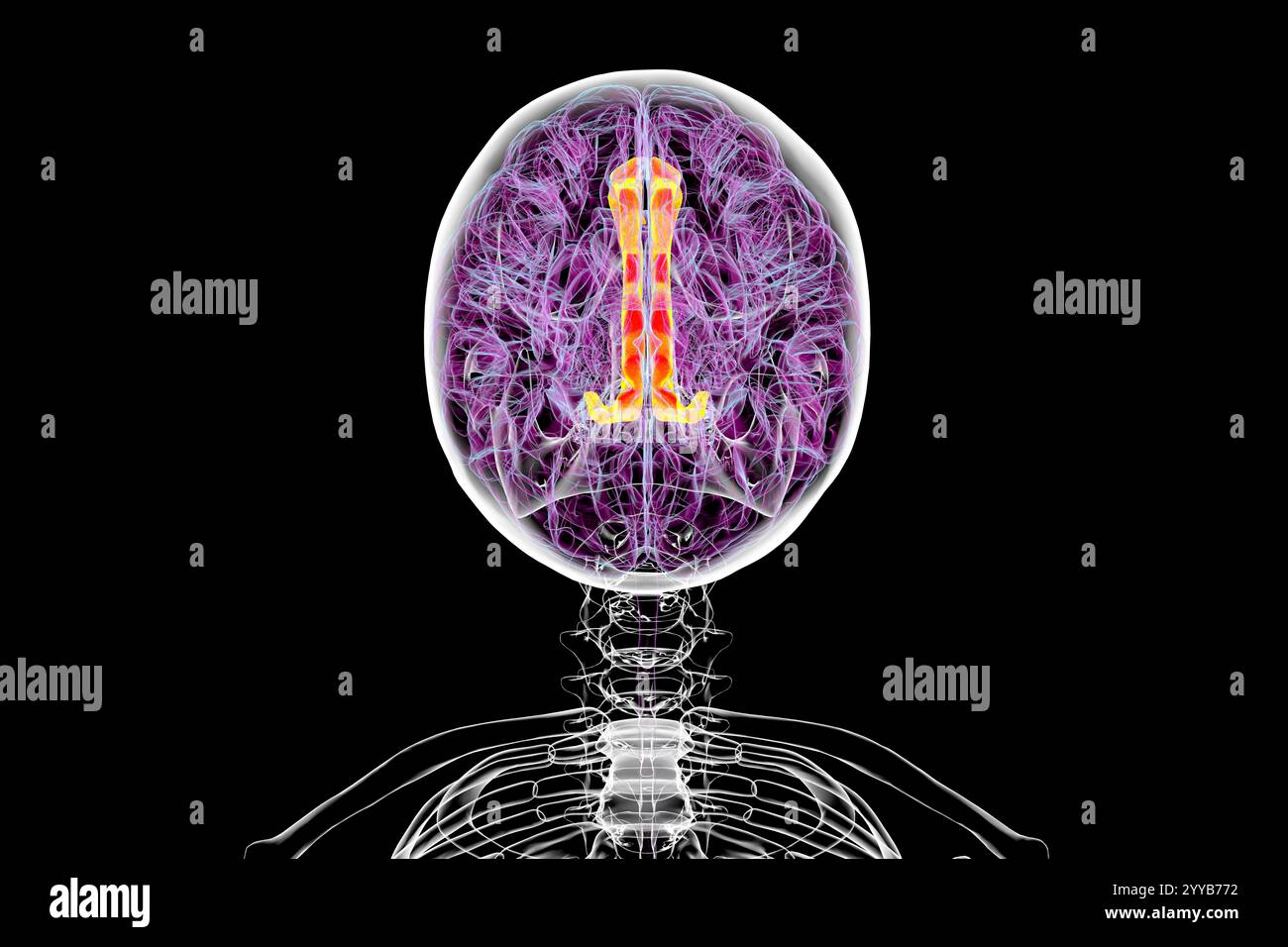 Computer illustration of the human brain highlighting the cingulate ...