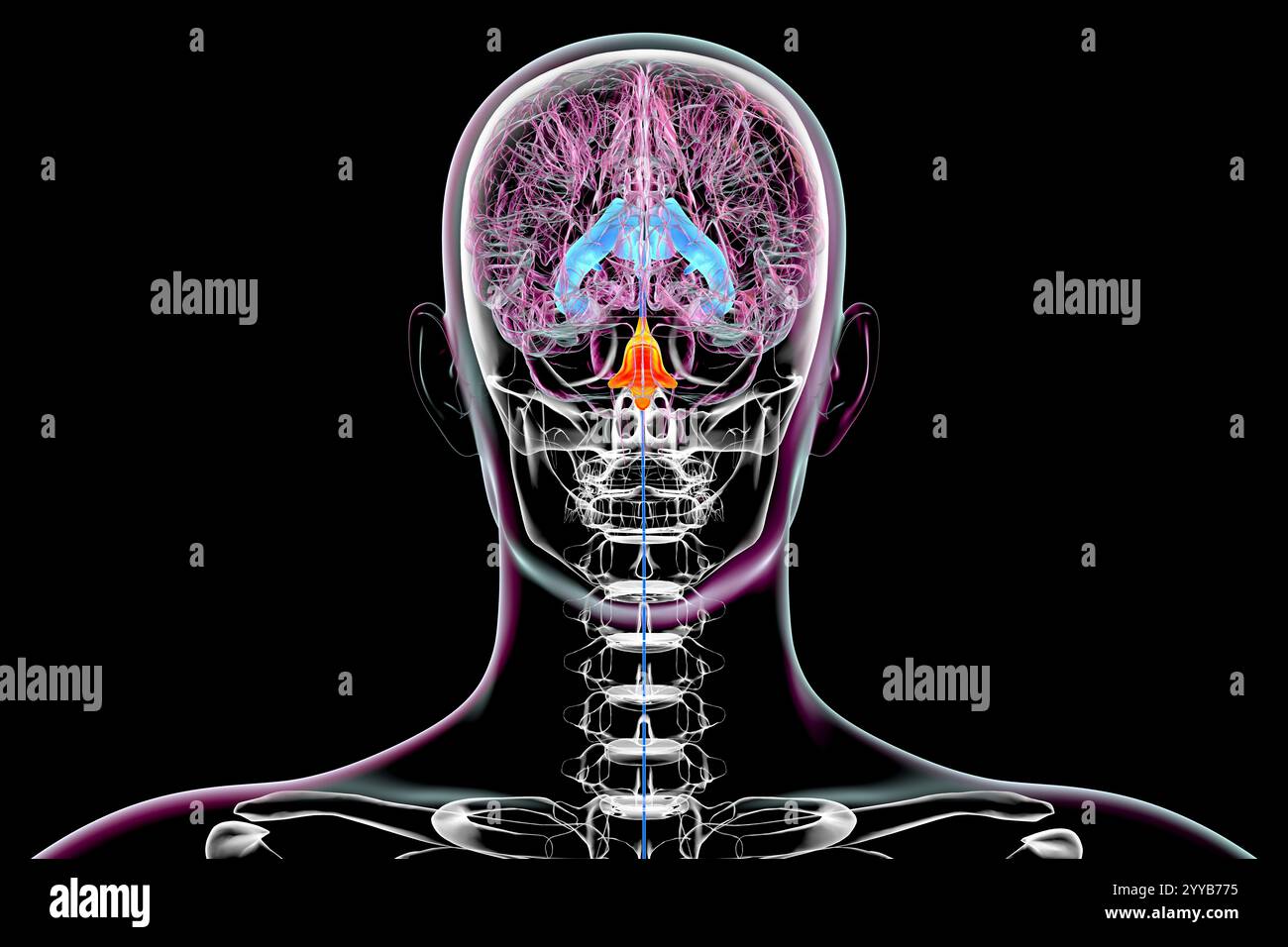 Computer illustration of the fourth brain ventricle, a fluid-filled ...