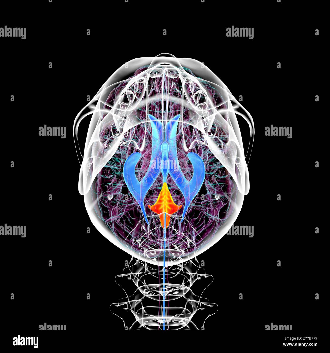 Computer illustration of the fourth brain ventricle, a fluid-filled ...