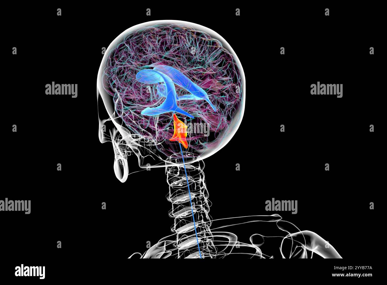 Computer illustration of the fourth brain ventricle, a fluid-filled ...